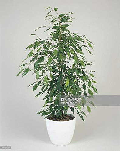 Plants Point Ficus Black Plant benjamina - Ficus Black Live Plant with ...