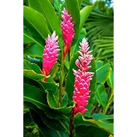 Amazon.com: Hawaiian Pink Ginger Plant Root - 1 Pk - 2 Roots Per Pack ...