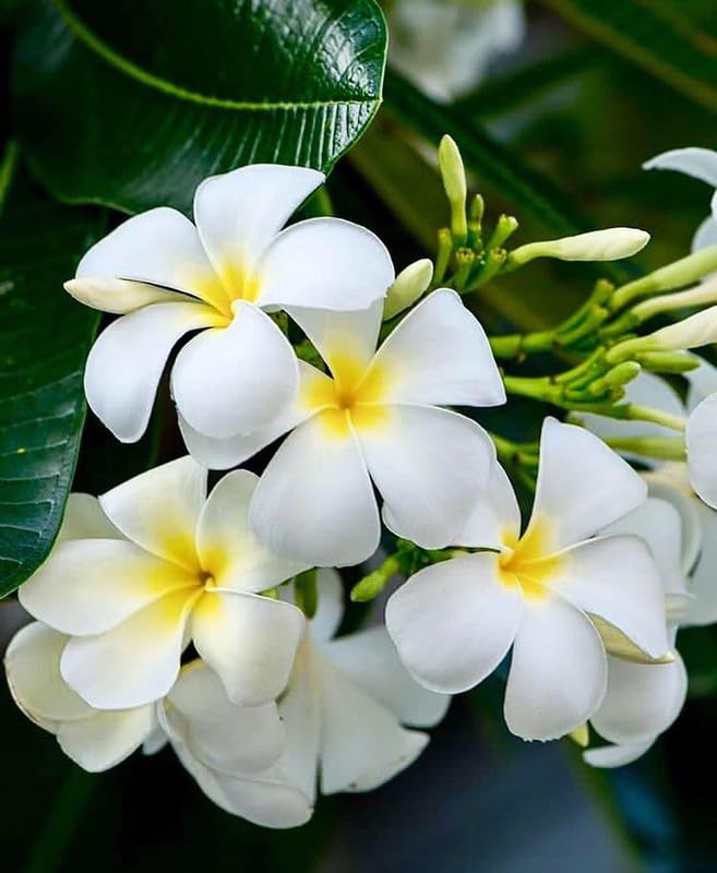 Plumeria Pudica Live Plant Pack Of 1 : Amazon.in: Garden & Outdoors