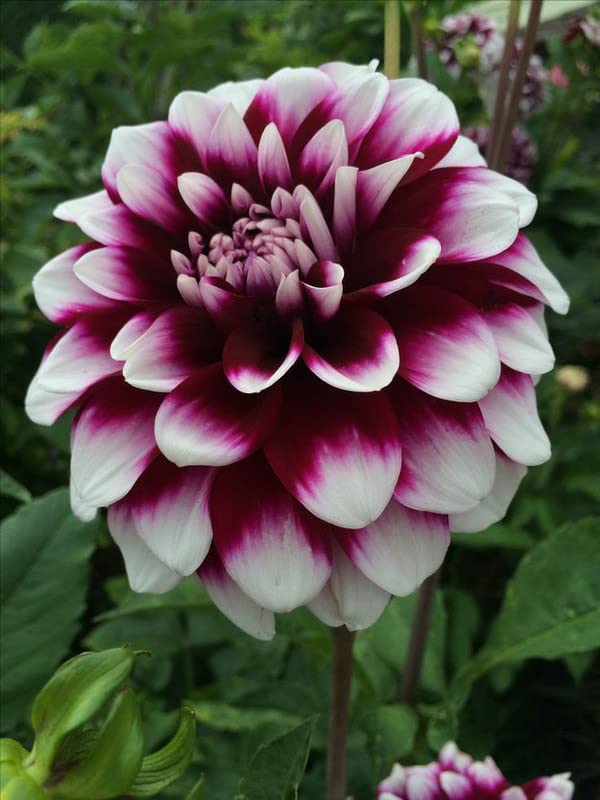 Siddhi Vinayak Gallery® Dahlia Flower Bulbs | maroon with white color ...