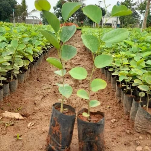 Red chandan tree live plant | live plant for red chandan tree Red ...