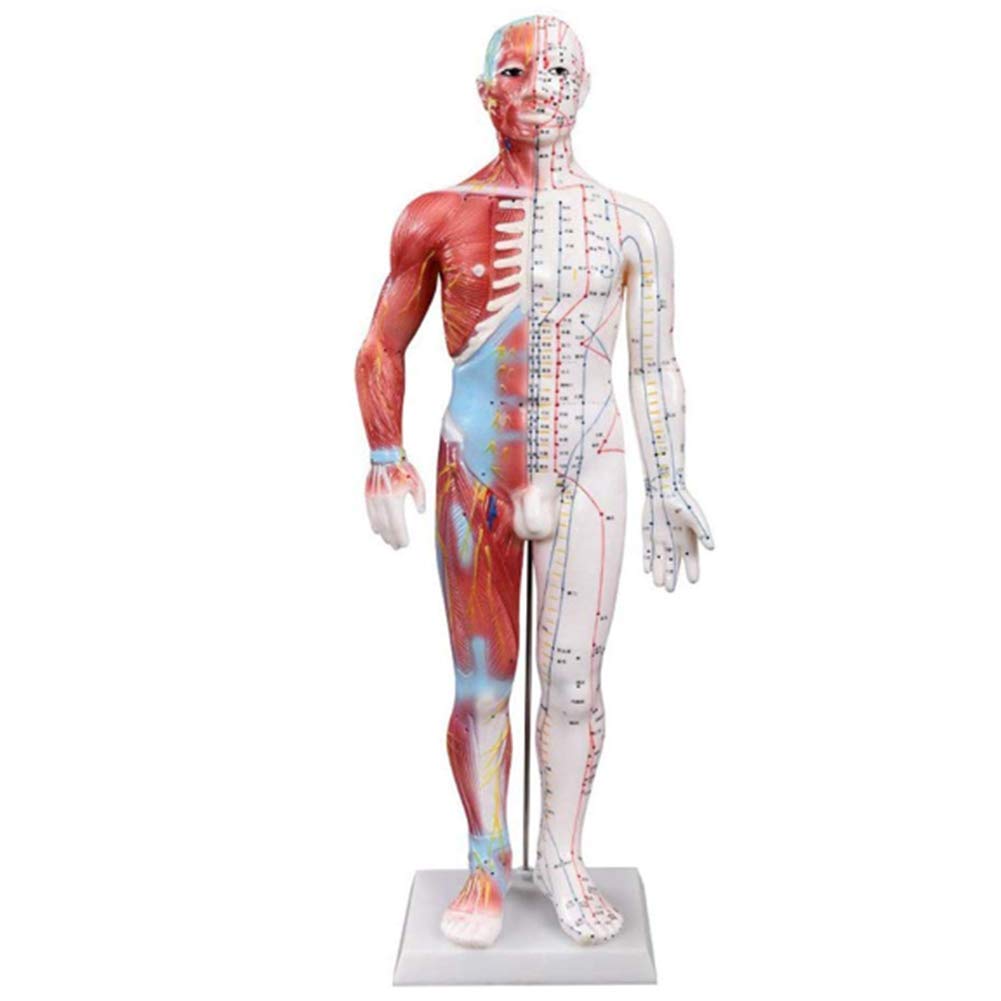 Buy BEAGHTY Professional Medical Anatomy Human Acupuncture Point Model ...