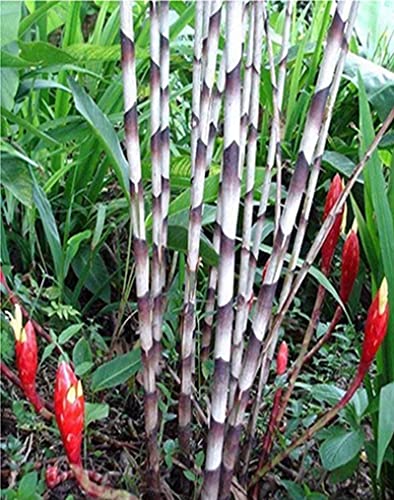 Green Brigade Bamboo Ginger 2 Rhizomes : Amazon.in: Garden & Outdoors