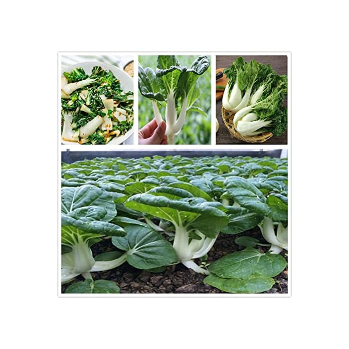 Buy 300 Baby Bok Choy Seeds Dwarf Pak Choi Asian Vegetable Chinese ...
