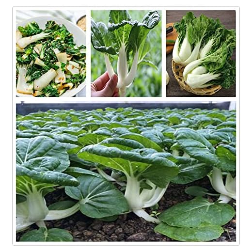 How to cook shanghai bok choy - Metro Cooking Dallas