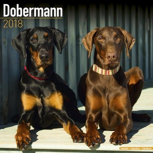 Doberman Calendar - Doberman Pinscher Calendar - Doberman Calendar ...