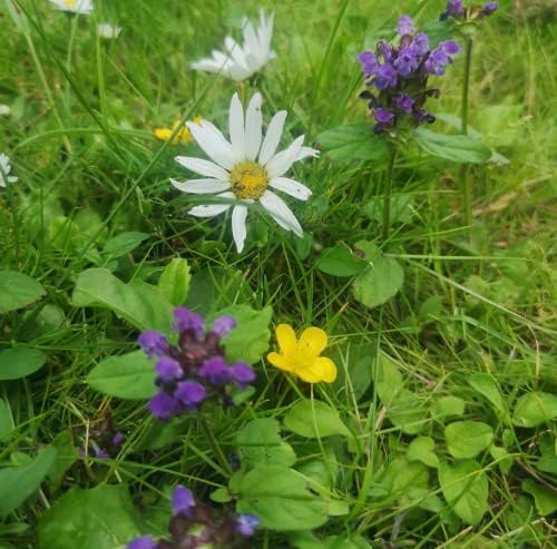 100g Flowering Lawn Wildflower & Grass Seed Mix Wildflower + Grass Seed ...