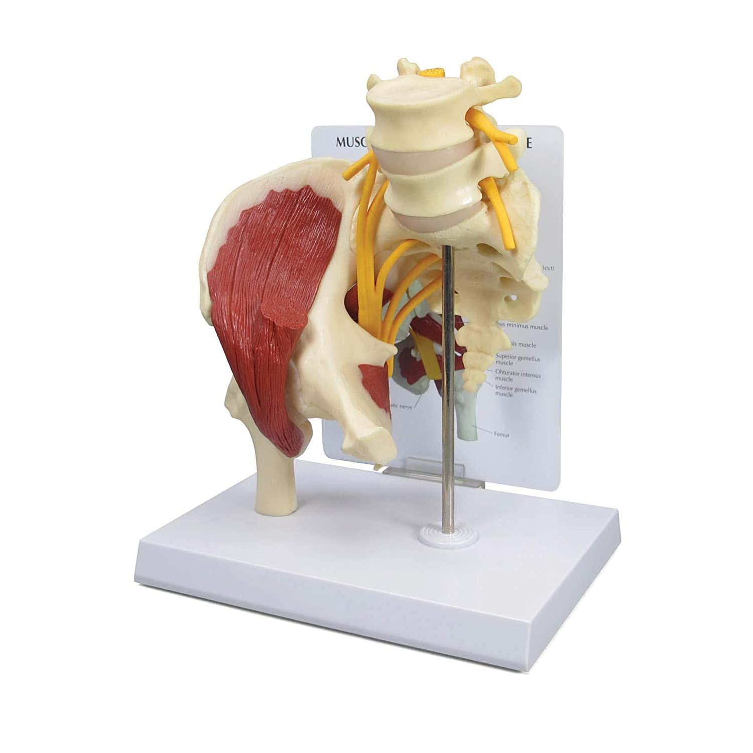 Buy UIGJIOG Anatomical Model Hip Articulation with Cyatic Nervio Model ...