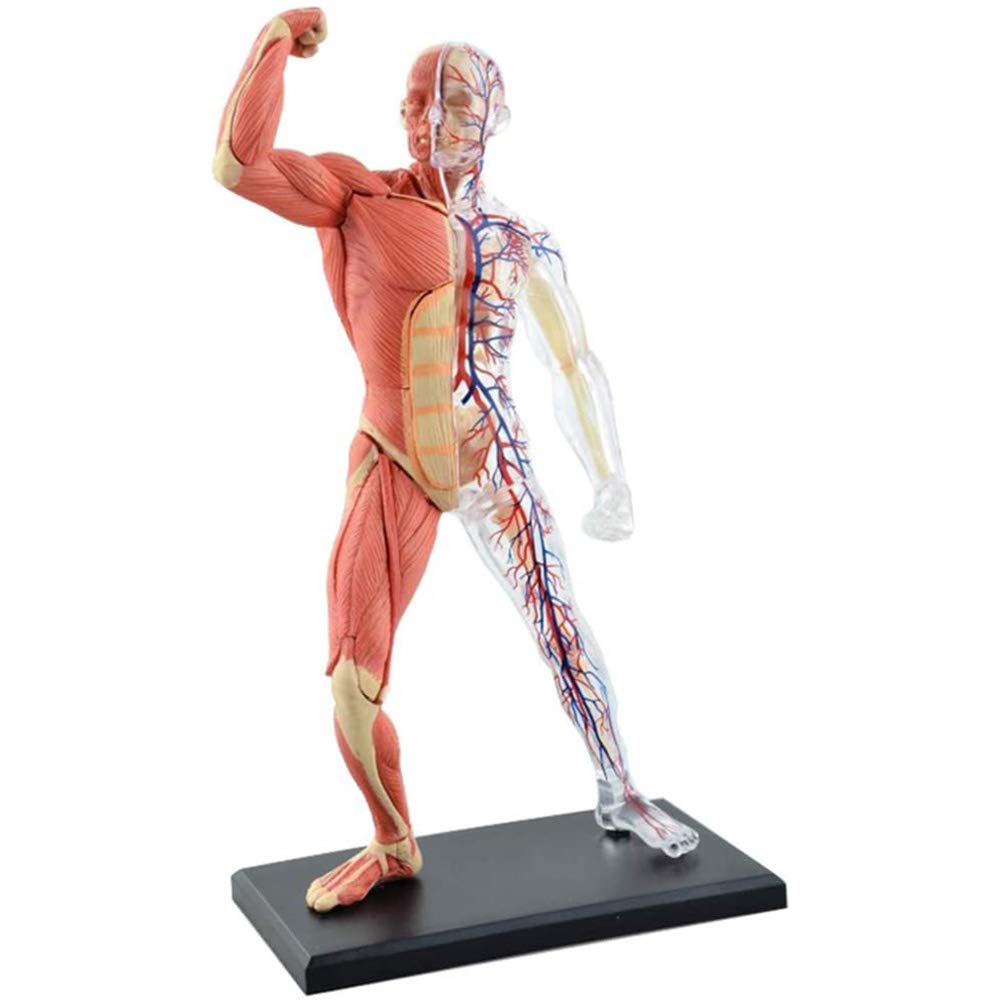 Buy Human Muscle And Skeleton Anatomy Model - 46 Detachable Organs And ...