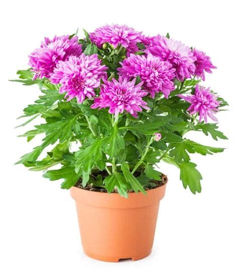 Mphmi Flowers Plants NCR Shevanti, Chrysanthemum (White, Pink) - Plant ...