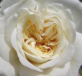 Amazon.fr - Petit-déjeuner chez Tiffany - Capote,Truman, Beaumont ...