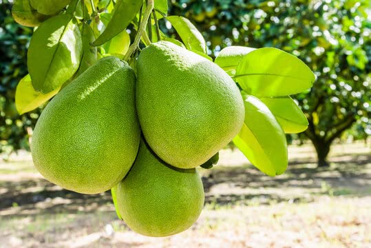 GreenCaart Pomelo Batapi (ALL TIME) fruit Grafted Hybrid live plant ...