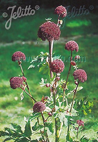 Amazon.com : Angelica gigas 100 Seeds : Patio, Lawn & Garden