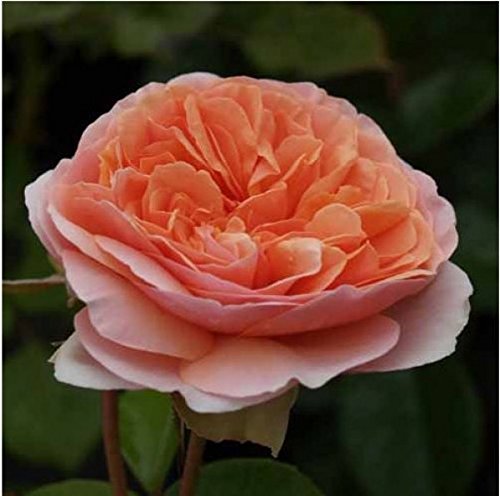M-Tech Gardens Rare Rose Live Plant Rose Bush Ali Mau (1 Healthy Plant ...