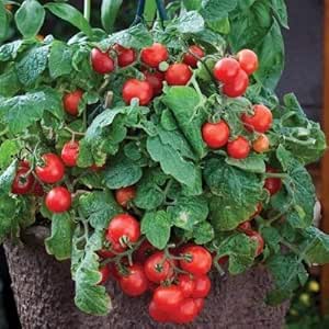100 Red Robin Tomato Seeds : Amazon.de: Garden