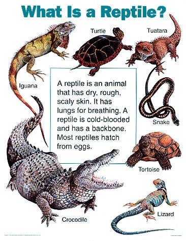 What Is a Reptile? (All about Animals Chart Pack) : School Specialty ...