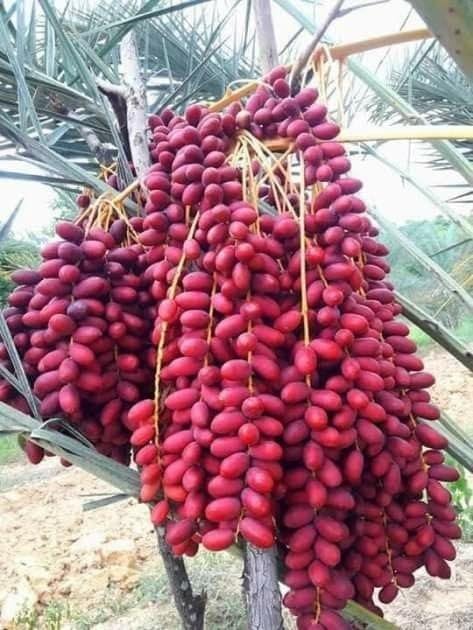 GreenWorld Special Sweet & Rare Arabian Red Anbara Date/Khajoor Plant ...