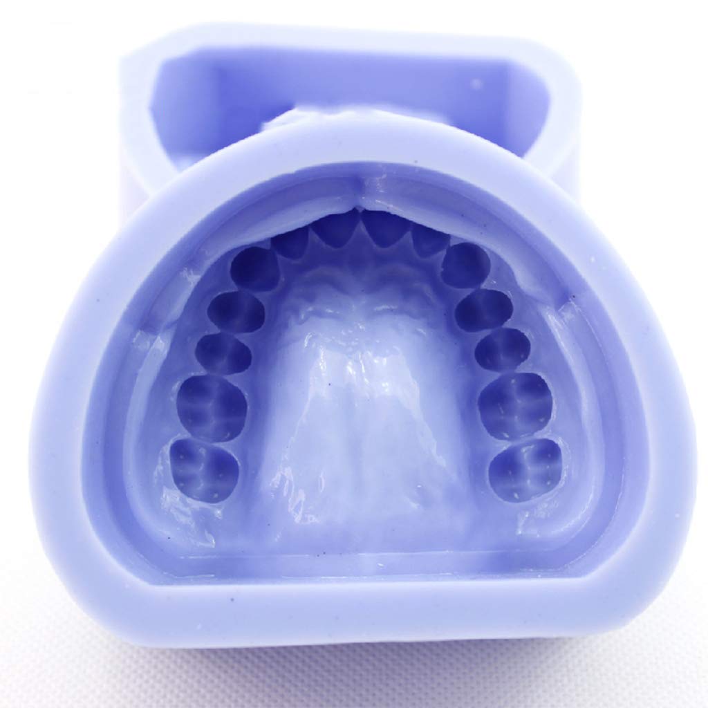 Educational Model Dental Teeth Anatomical Model Mandibular Silicone ...