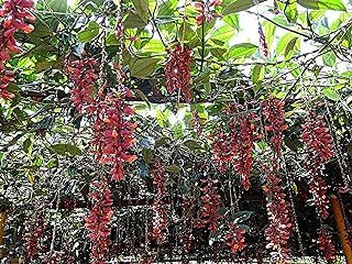 The Gifti® Basor lata Climbers Vines Scarlet Clock Vine Chonga lota ...