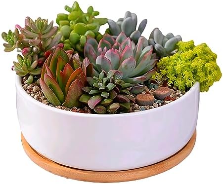 Amazon.com: Lawei 3 Pack 6 inch Round Succulent Cactus Planter Pots ...