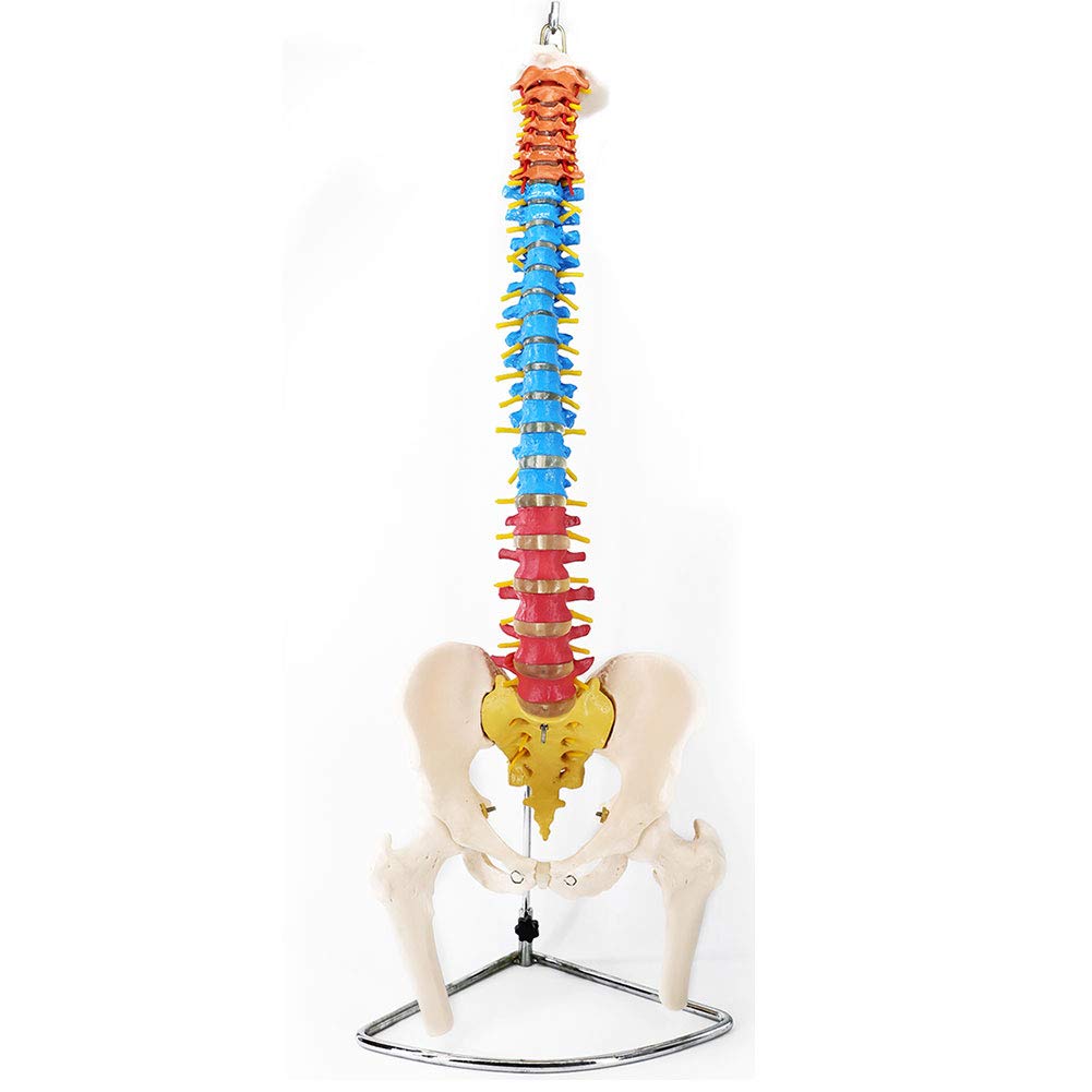 Buy ANATOMY Flexible Spine Model 85cm,Colored Human Spinal Model with ...