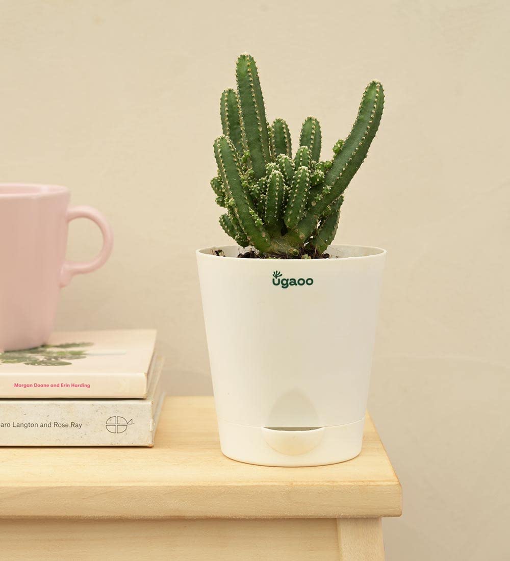 Ugaoo Elongated Cactus with Self Watering Pot : Amazon.in: Garden ...