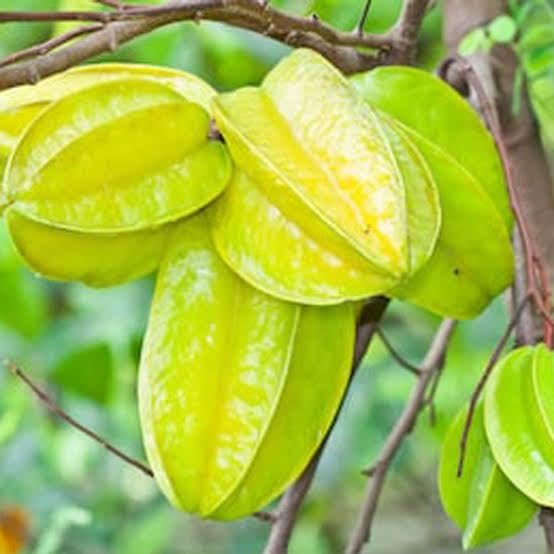 LEAF JIBON, Star Fruit Carambola (Kamranga) Four Times Yearly All ...