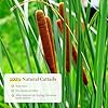 Amazon.com: FEXICHUJI 25Pcs Dried Natural Cattails, Real Broadleaf ...