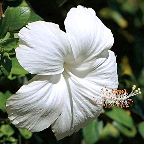 Modern Plants Live White Gudhal/Hibiscus Attractive Tropical Flower ...