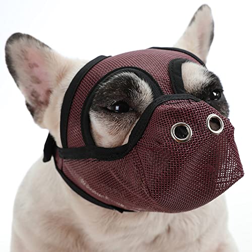 Maulkorb für Mops – Die 15 besten Produkte im Vergleich - HundeINFOPortal