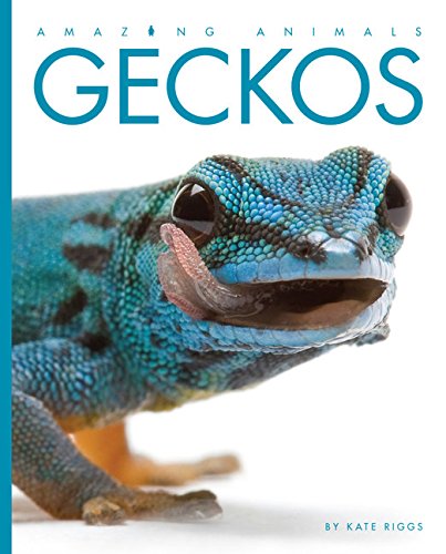 Amazing Animals: Geckos: Riggs, Kate: 9781628320893: Amazon.com: Books