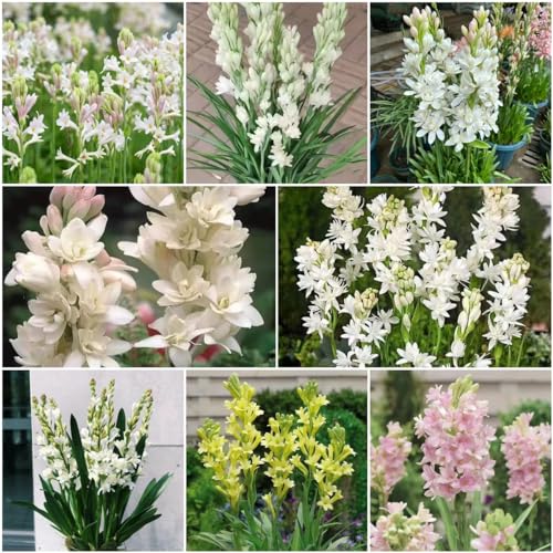 Comprar nardos en maceta: descubre la mejor selección de flores frescas ...