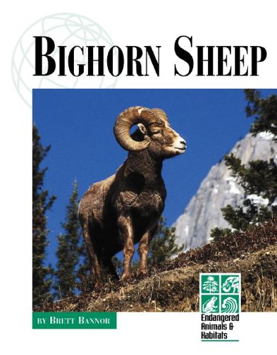 Endangered Animals and Habitats - Bighorn Sheep: Bannor, Brett ...