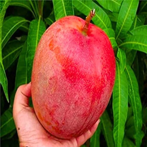 Original Japanese Miyazaki Mango Grafted Plant (Combo Pack Of 2 Live ...