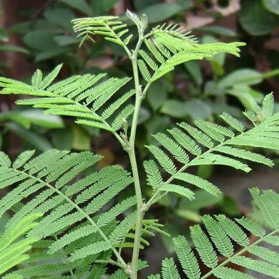 Shami Tree Vanni Maram Live plant Prosopis Cineraria Jand Plant ...