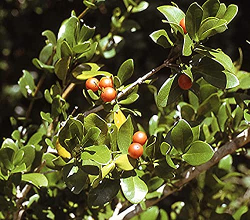 HERBALISM Nux Vomica Poison Nut Kuchila Bailewa Chibbinge jahar kajra ...