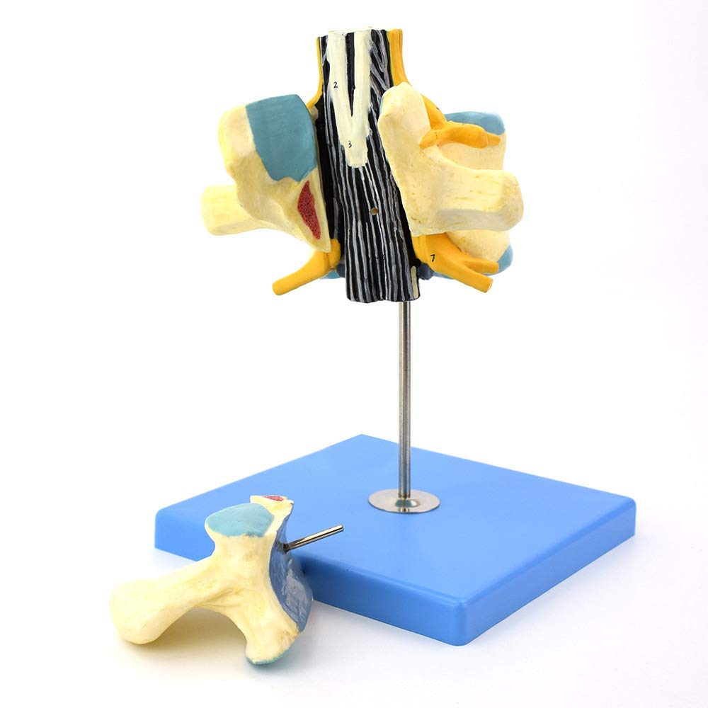 Anatomical Model Of The Spinal Cord Of The Lumbar Vertebral ...