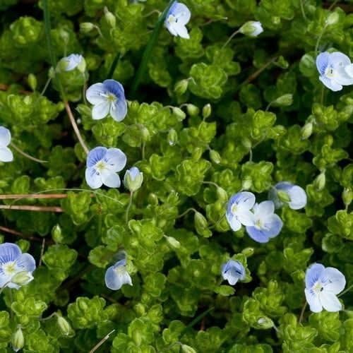 Amazon.com : Creeping Speedwell Ground Cover Seeds (Veronica Repens ...