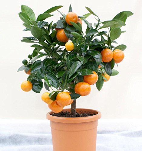 Dwarf Valencia Orange Tree