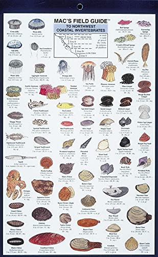 Mac's Field Guides: Northwest Coastal Invertebrates: MacGowan, Craig ...