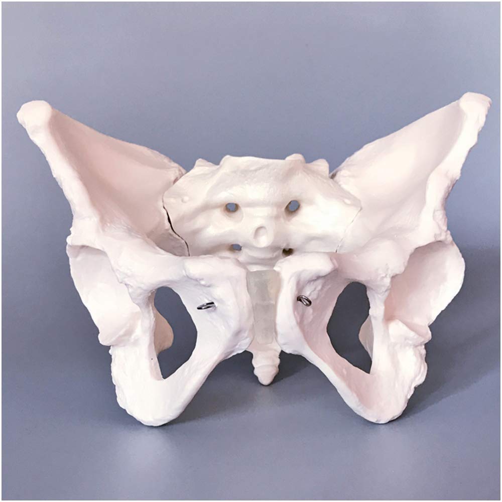 Buy Female Pelvis Model - Pelvis Skeleton Model Life-Size Human ...
