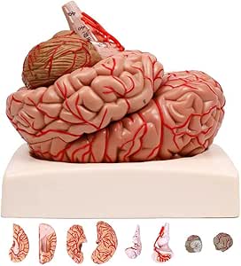 Amazon.com: Teaching Model,Brain Model, 1:1 Human Brain Model with 9 ...