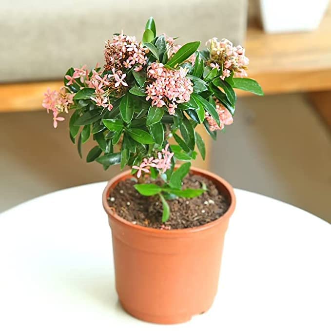 Garden Art outdoor live plant (Ixora Mini) : Amazon.in: Garden & Outdoors