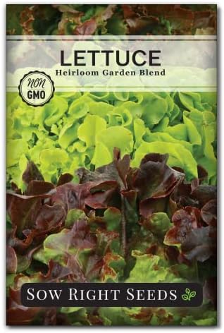 Amazon.com : 1,000+ Mesclun Lettuce Seeds- Salad Mix- 1,000+ Seeds ...