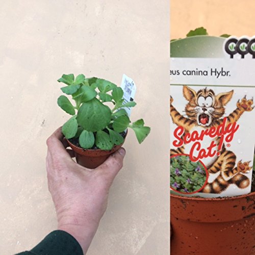 Coleus Canina Cat Repellent Plant