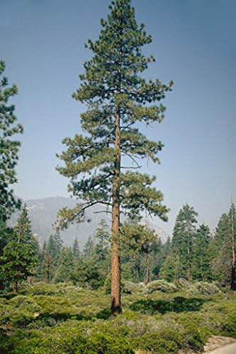 Amazon.com : 50 Jeffrey Pine Tree Seeds, Pinus Jeffreyi : Patio, Lawn ...