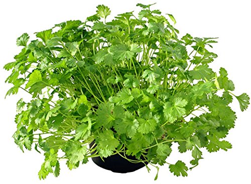 Creative Farmer Vegetable Seeds Kothmiri Seeds - Coriander Seeds ...