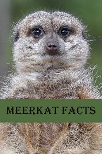 Meerkat Facts: Photobook of Meerkat Facts with real images and Facts ...