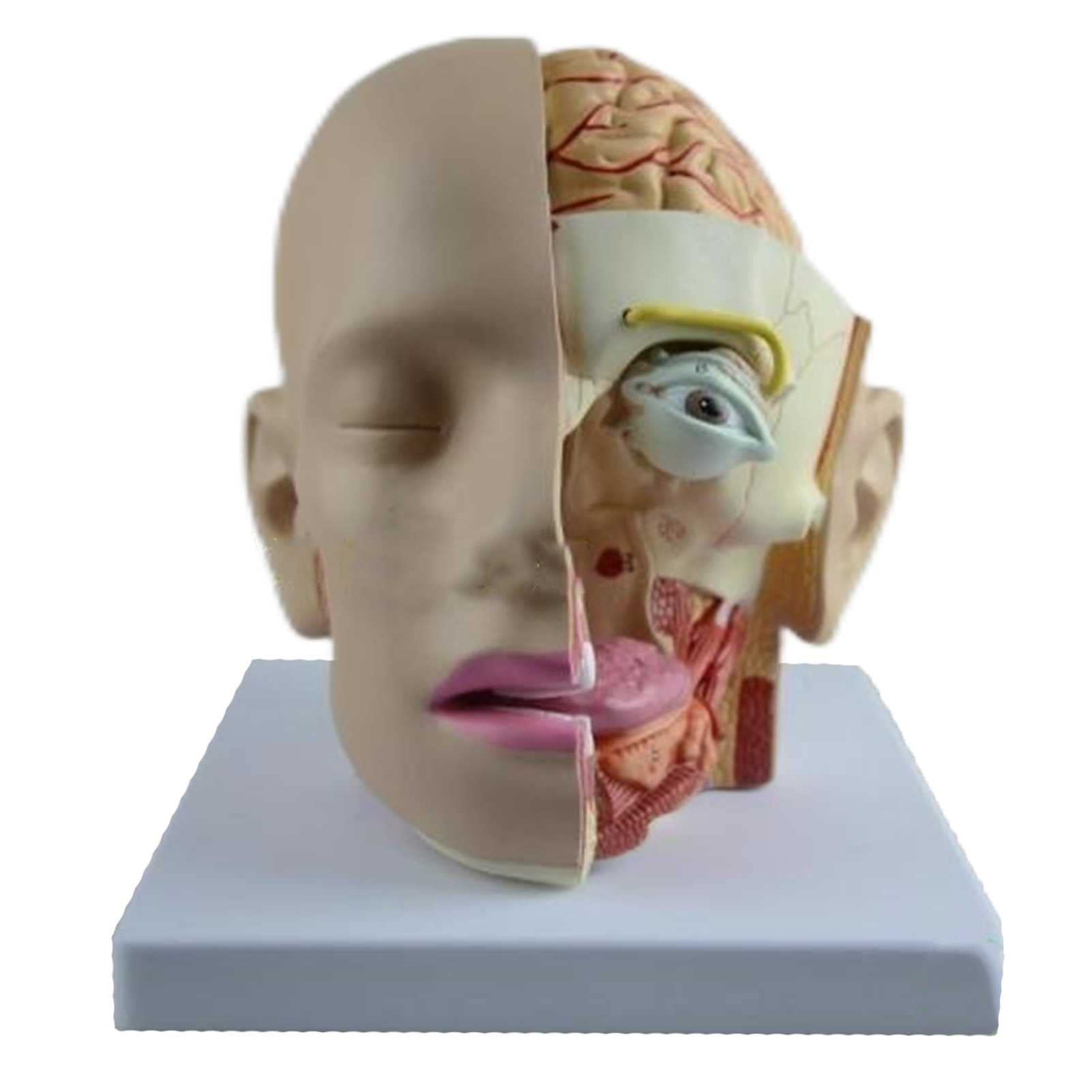 Buy Human Body Model, Cerebral Artery Model, Attached To Head ...