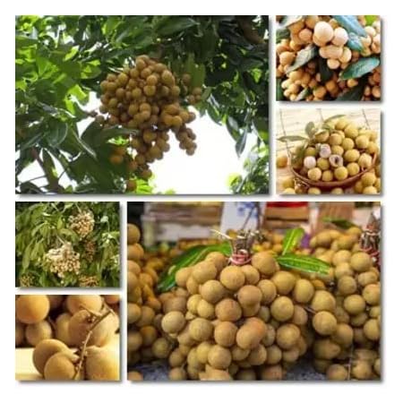 Cloud Farm Live Rare Dwarf Longan Fruit Plant, Thailand Variety Healthy Live Plant CF_01 ...